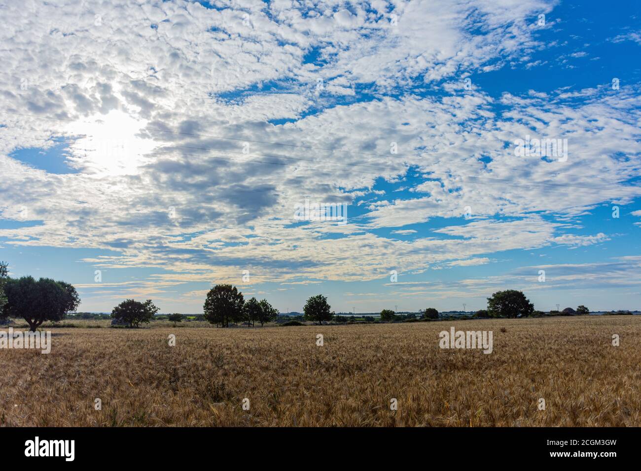 View of a freshly cut wheat field Stock Photo - Alamy