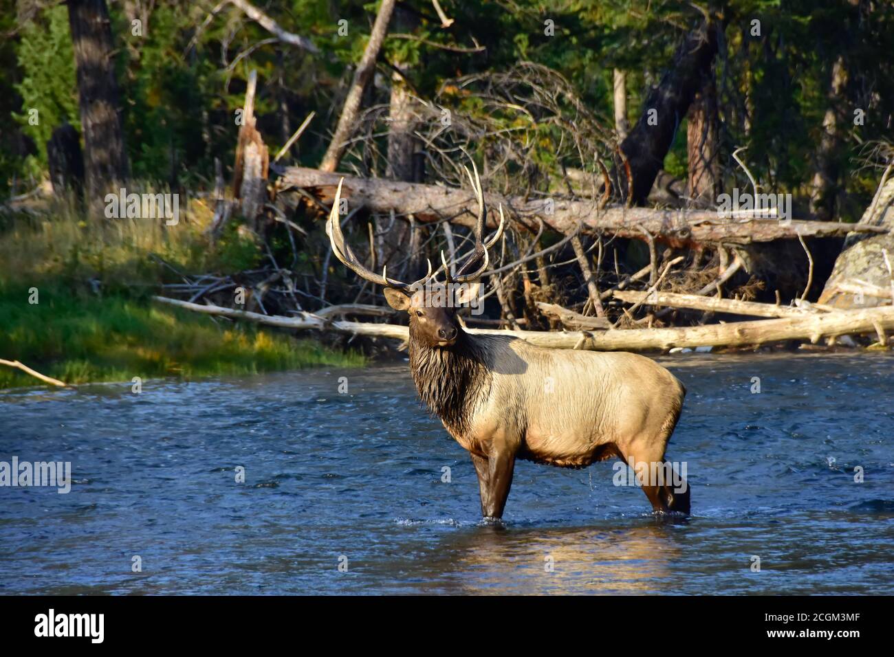 Elk in profile hi-res stock photography and images - Alamy