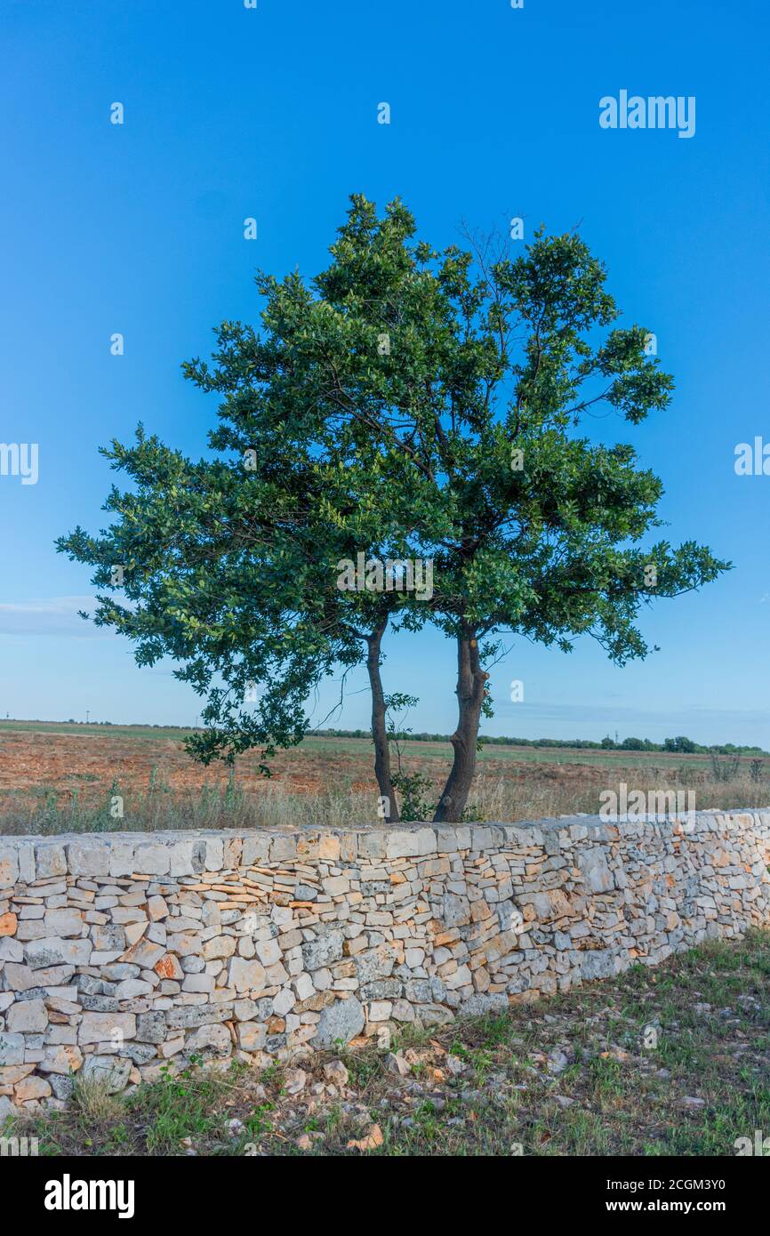 View of a country road with trees and stone wall Stock Photo - Alamy
