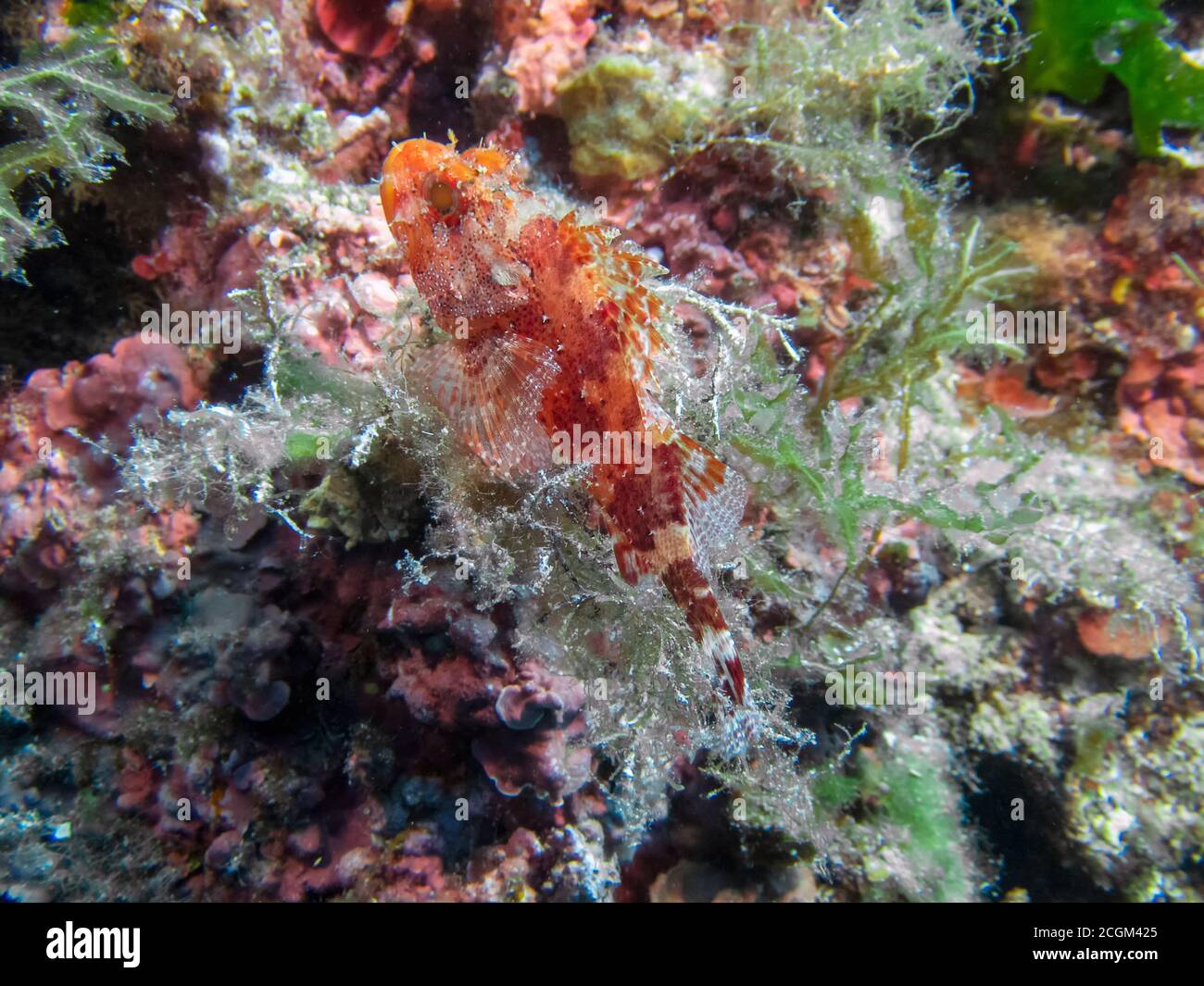 Small red scorpion fish hi-res stock photography and images - Alamy
