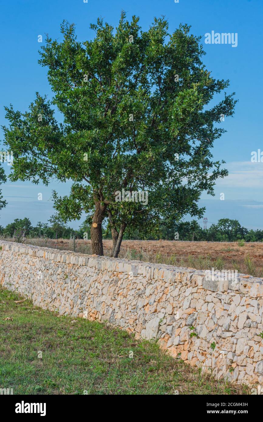 View of a country road with trees and stone wall Stock Photo - Alamy