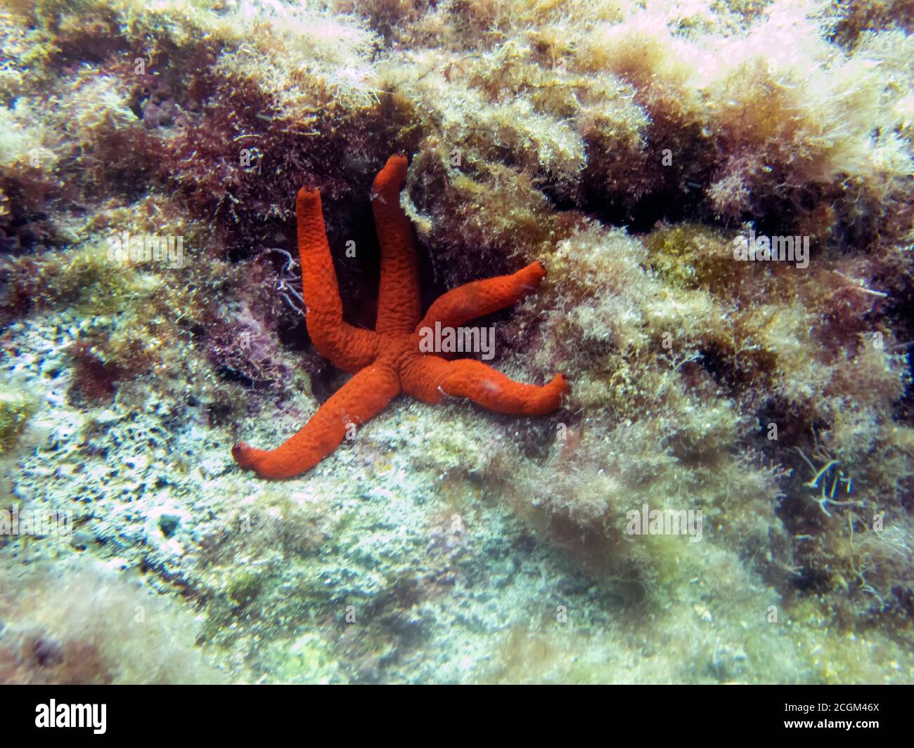 Mediterranean Red Sea Star (Echinaster sepositus Stock Photo - Alamy