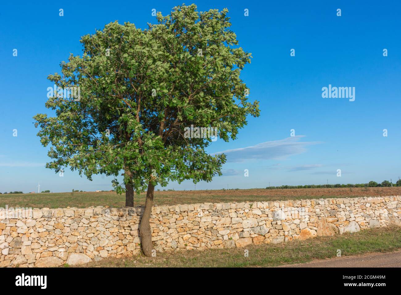 View of a country road with trees and stone wall Stock Photo - Alamy