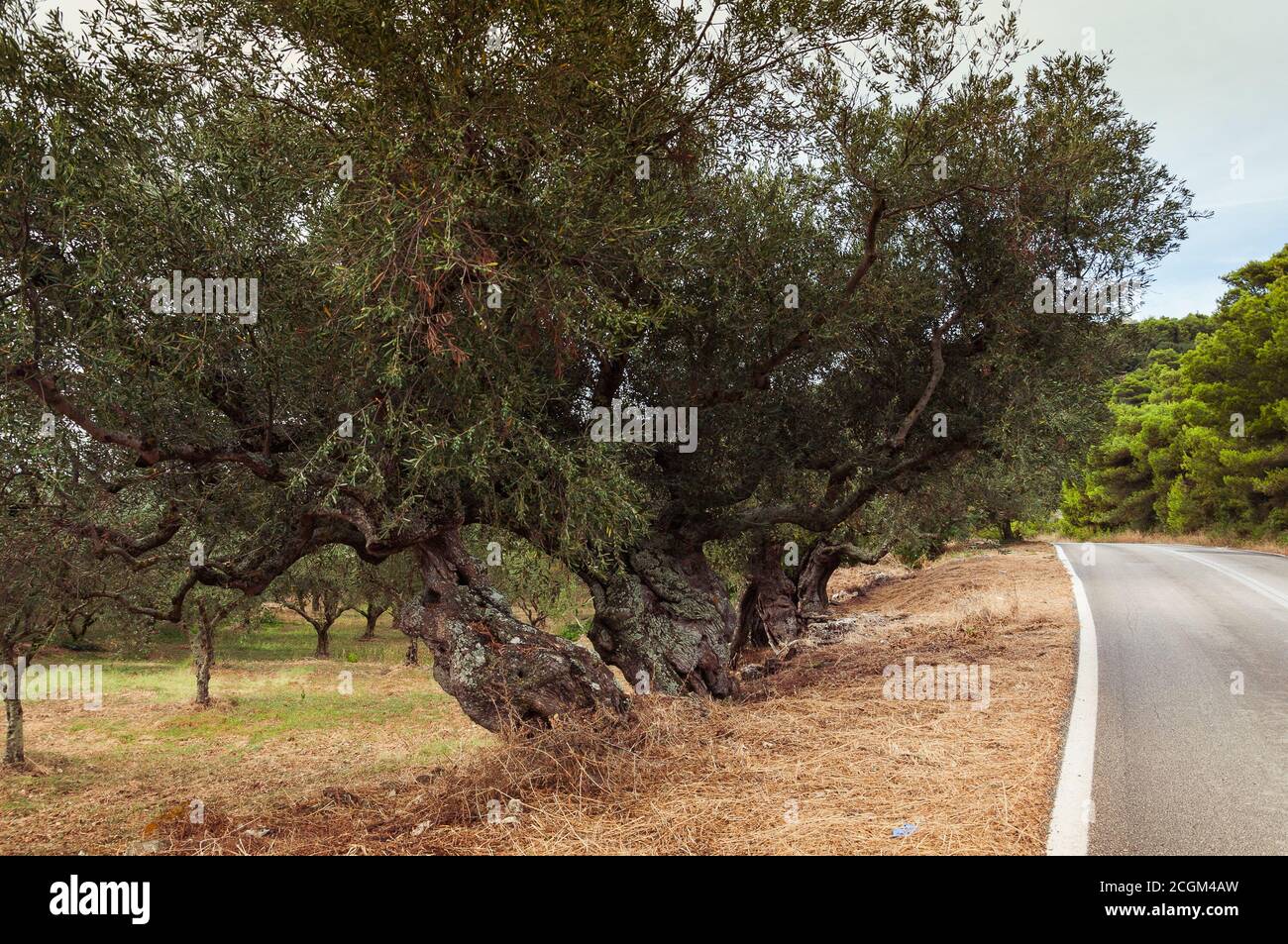 Old olive trees zakynthos greece hi-res stock photography and images ...