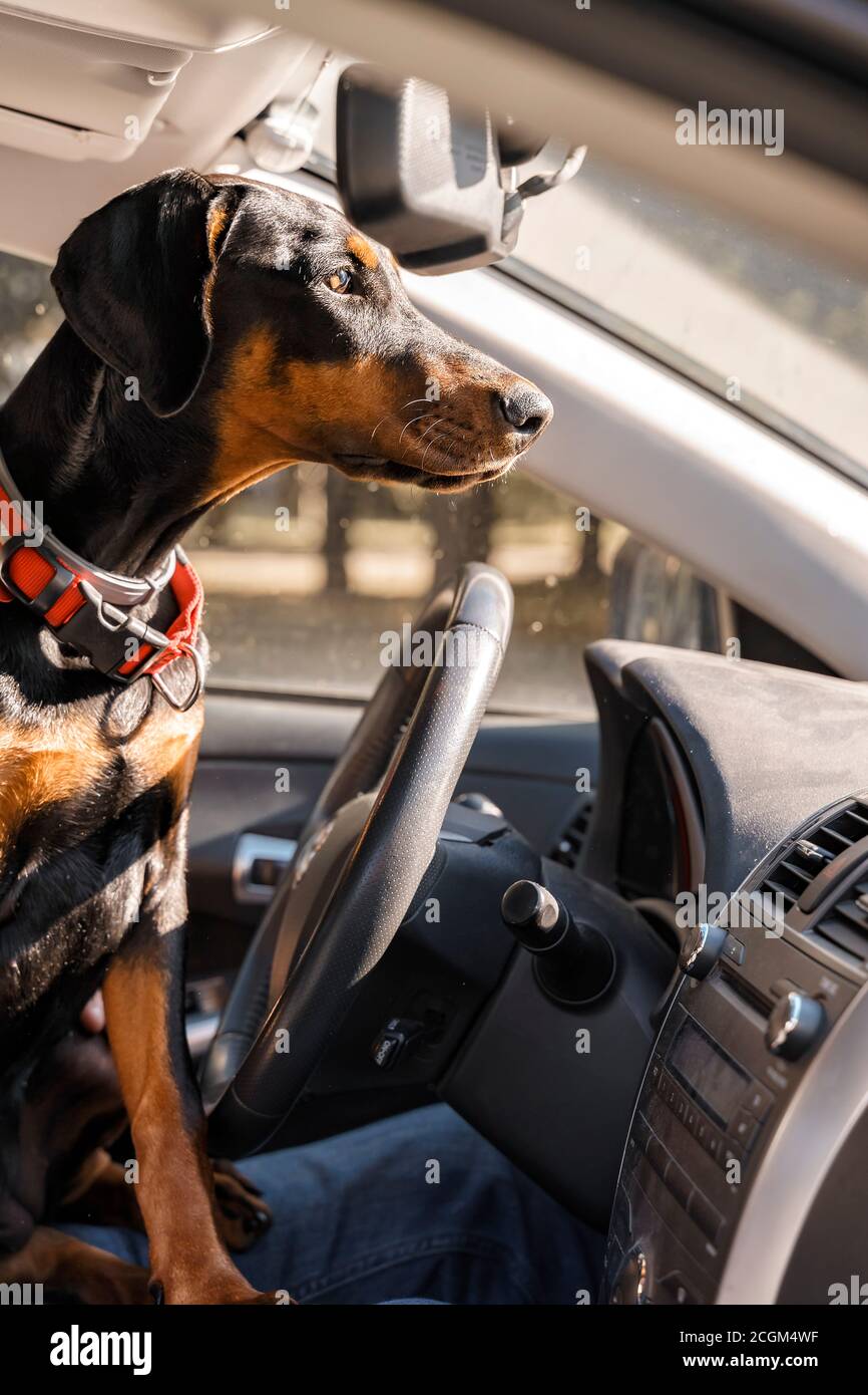 Can P Platers Drive With Dogs