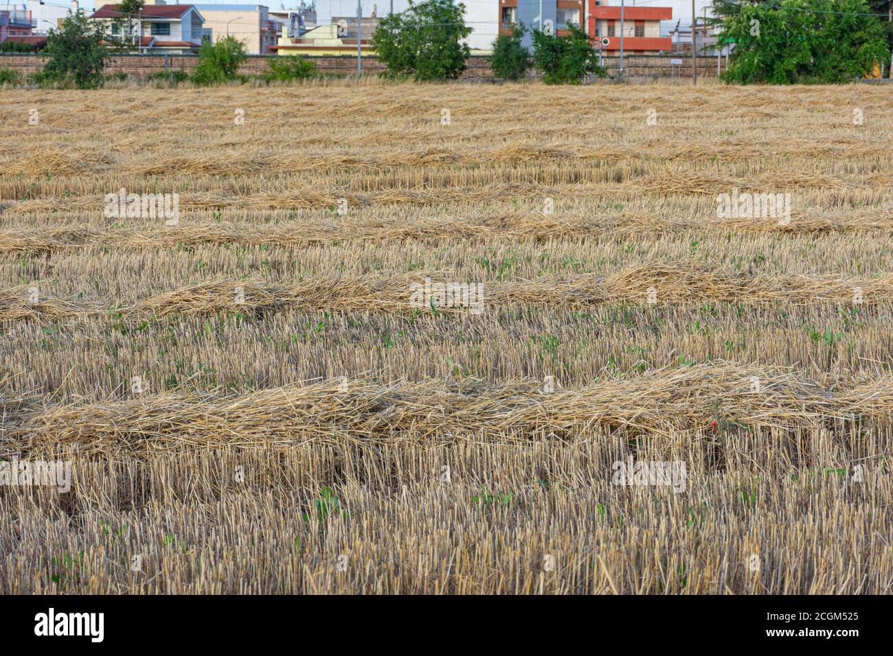View of a freshly cut wheat field Stock Photo - Alamy