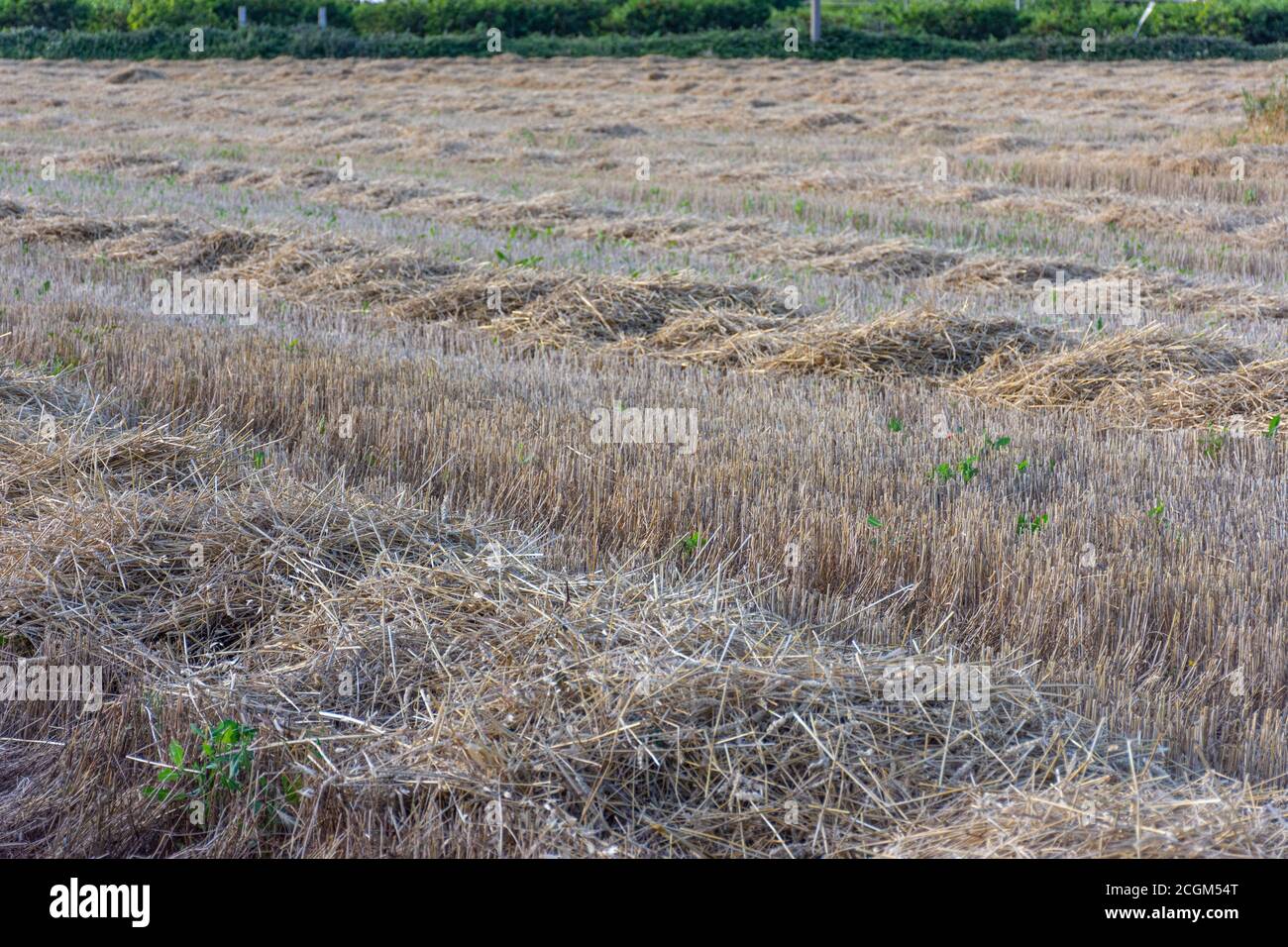 View of a freshly cut wheat field Stock Photo - Alamy