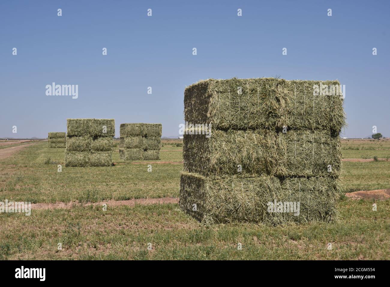 Arizona alfalfa bales Stock Photo - Alamy