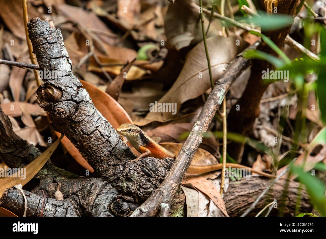 Closed-litter rainbow skink - Carlia longipes on Fitzroy Island Stock ...