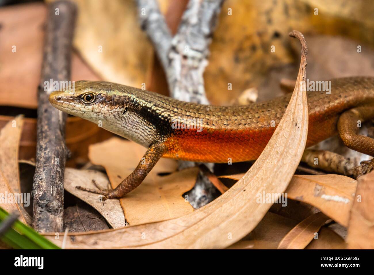 Carlia longipes hi-res stock photography and images - Alamy