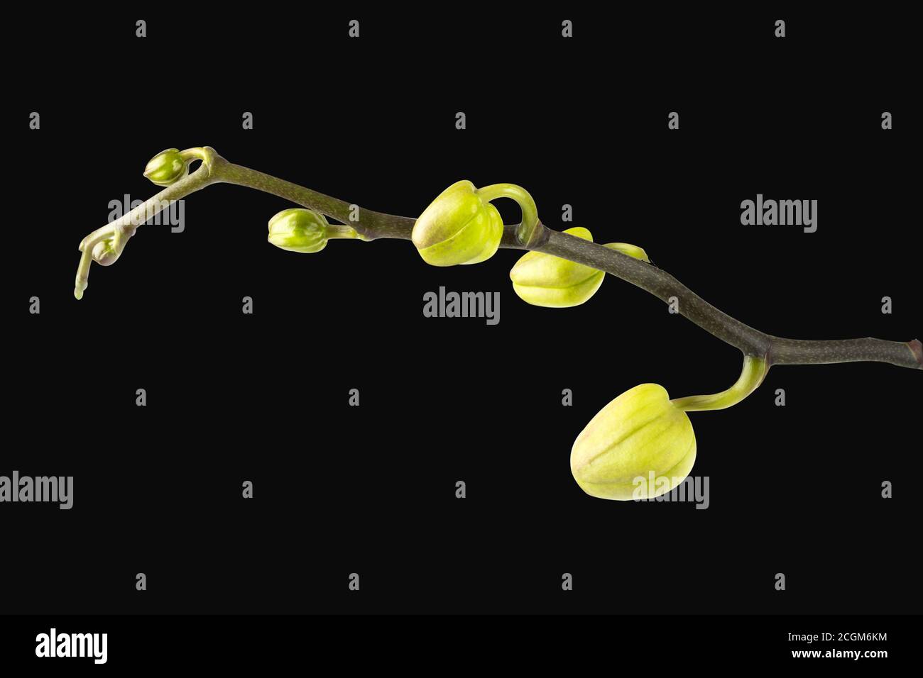 orchid sprouts white background Stock Photo - Alamy