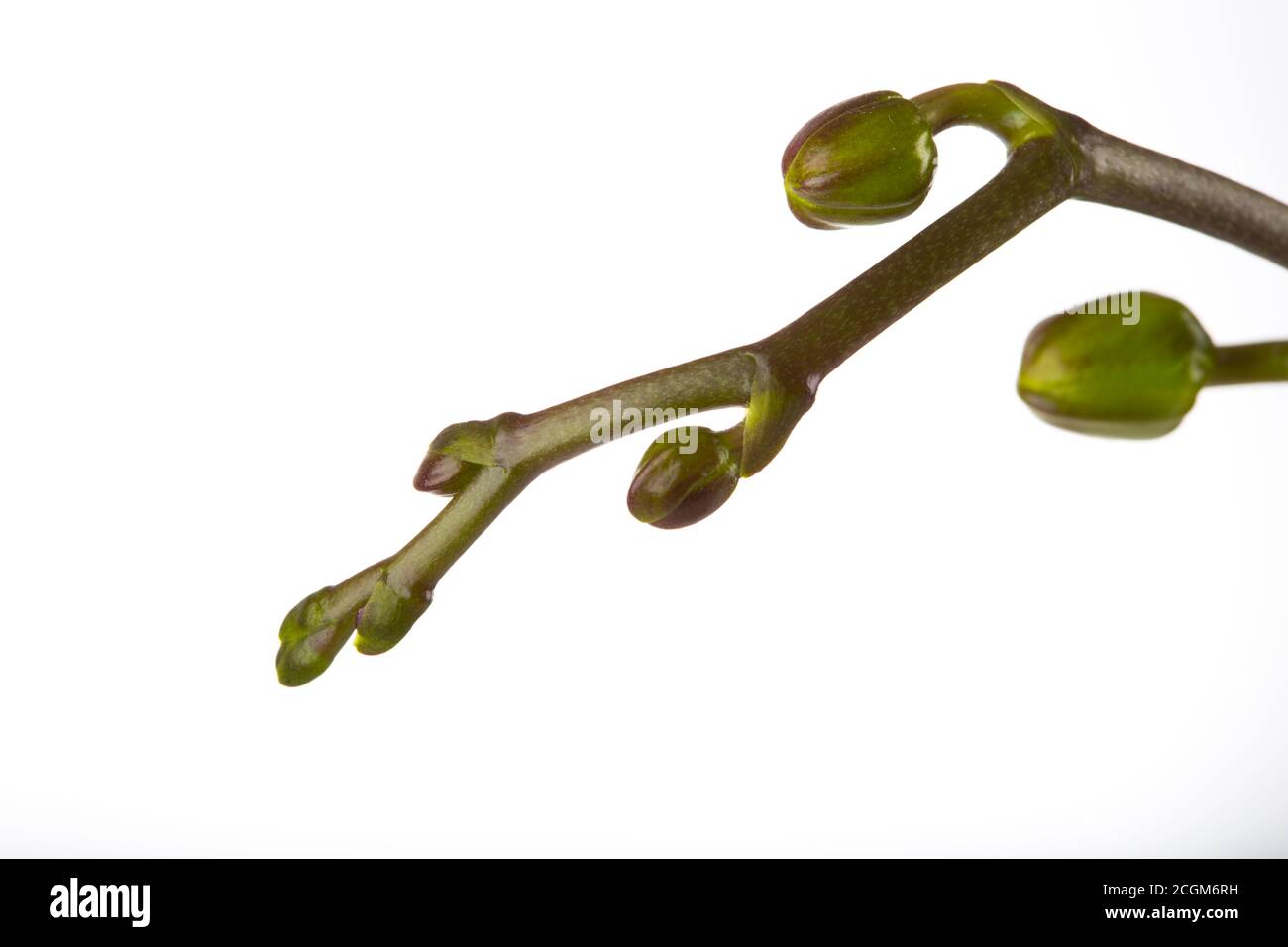 orchid sprouts white background Stock Photo - Alamy