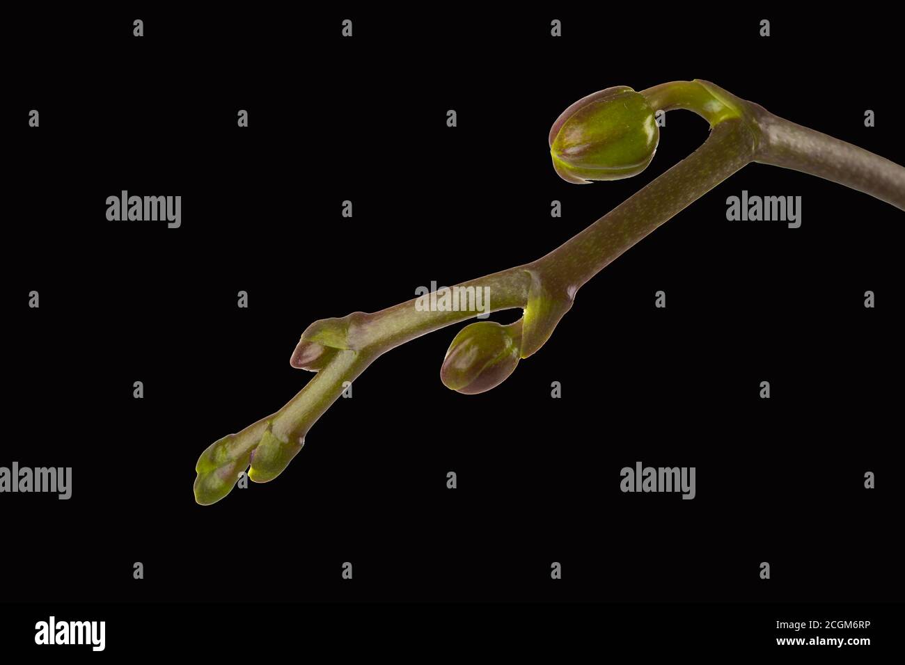 orchid sprouts white background Stock Photo - Alamy