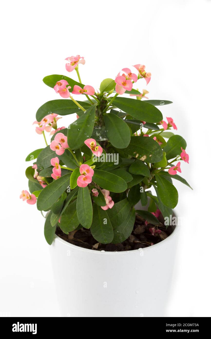 tiny pink flowers in pot and white background Stock Photo - Alamy