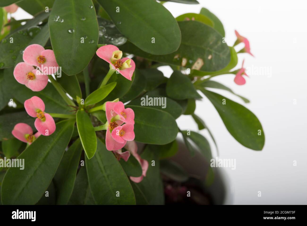 tiny pink flowers in pot and white background Stock Photo - Alamy