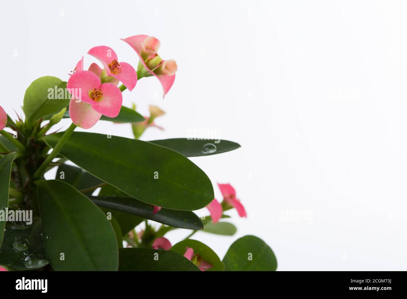 tiny pink flowers in pot and white background Stock Photo - Alamy