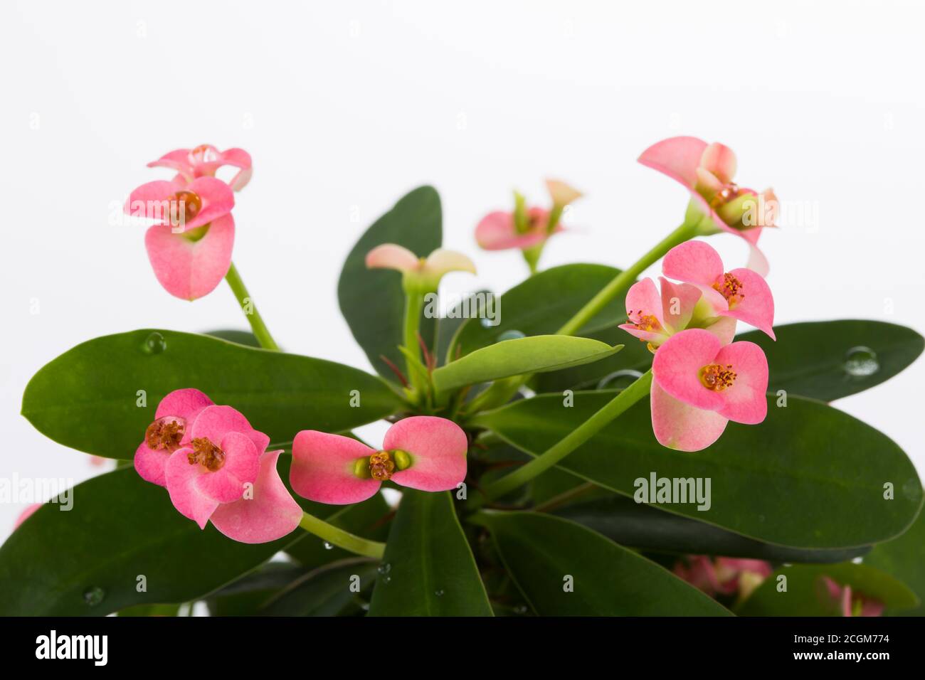 tiny pink flowers in pot and white background Stock Photo - Alamy