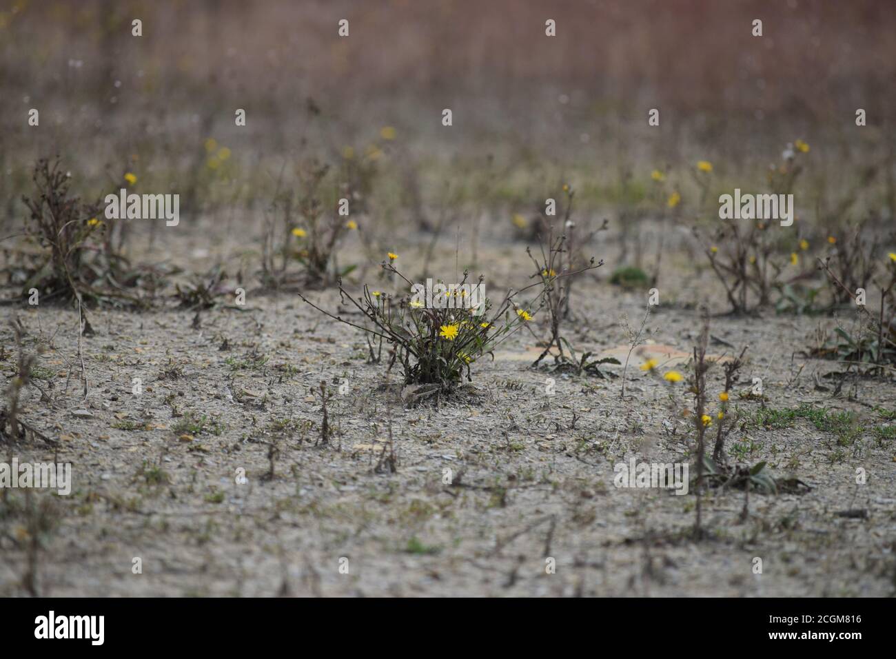 Rough hawkweed hi-res stock photography and images - Alamy