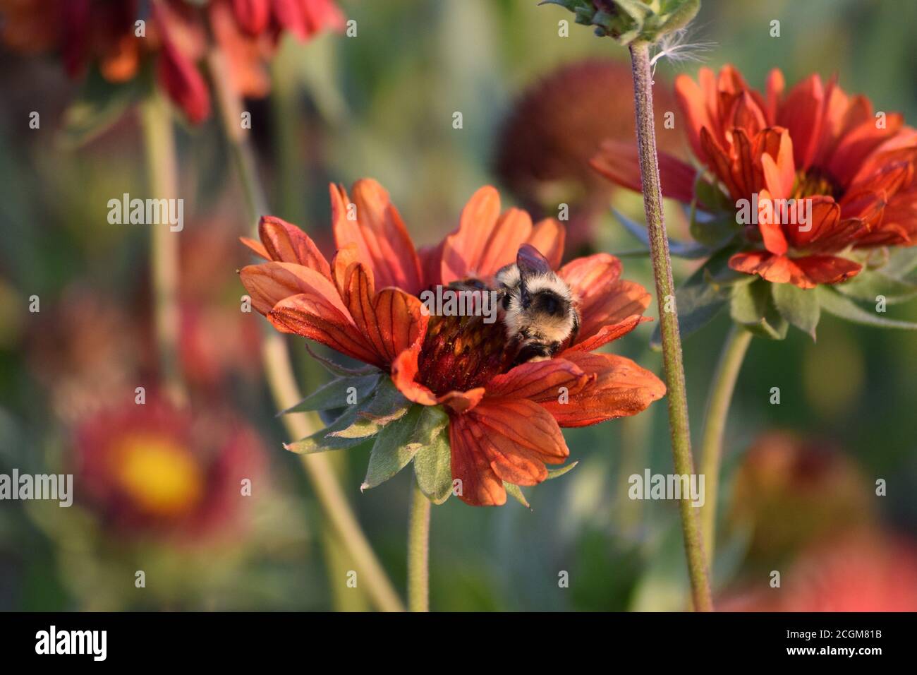 hairy footed Flower bee on red Conflower Stock Photo - Alamy