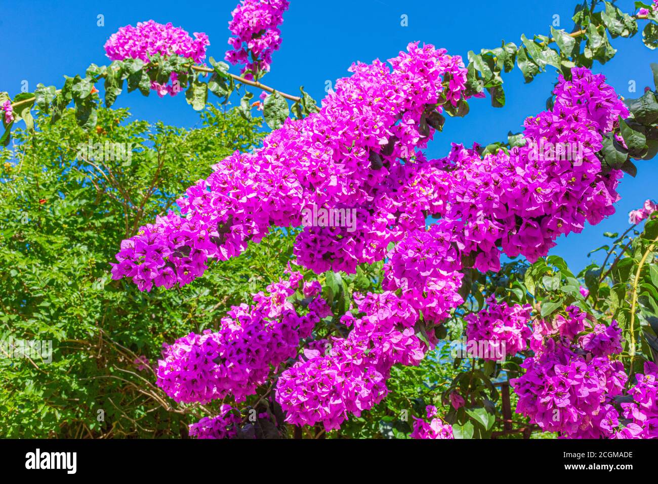 Close up of a flowering bougainvillea plant Stock Photo - Alamy