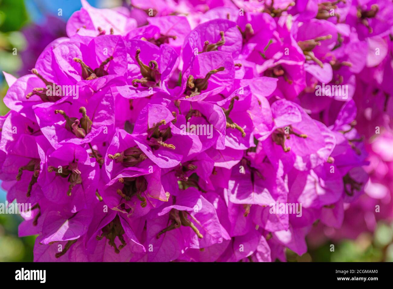 Close up of a flowering bougainvillea plant Stock Photo - Alamy