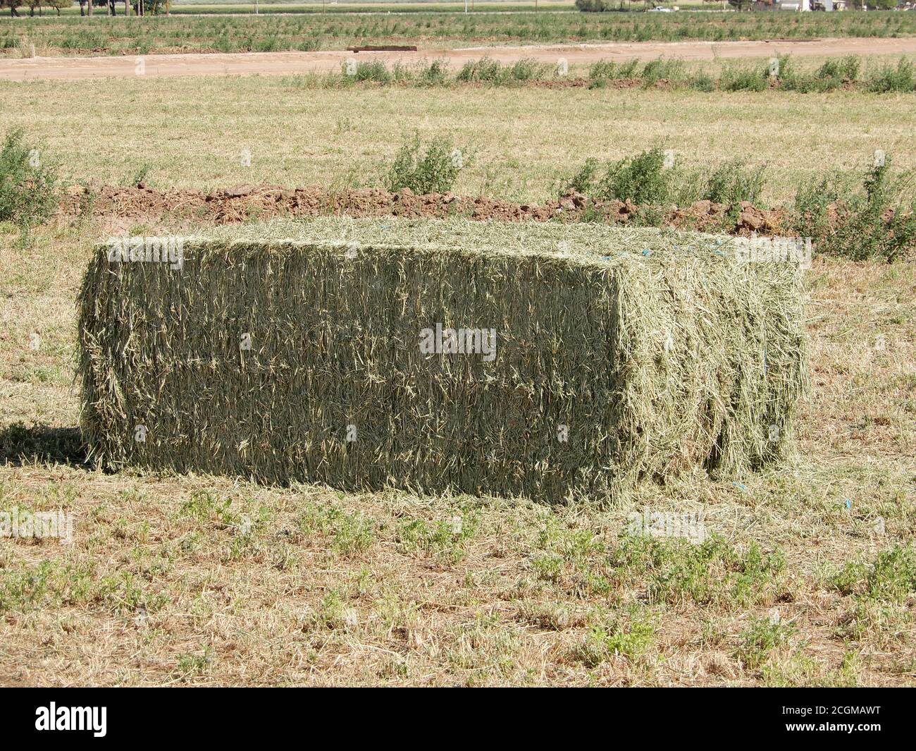 Arizona giant alfalfa bale Stock Photo - Alamy