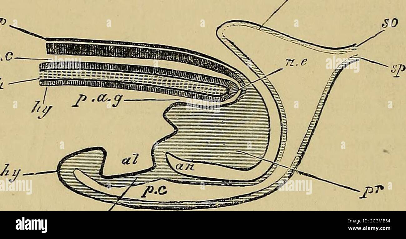 . Quain's elements of anatomy . ENTAEY CANAL. miinication which is ...