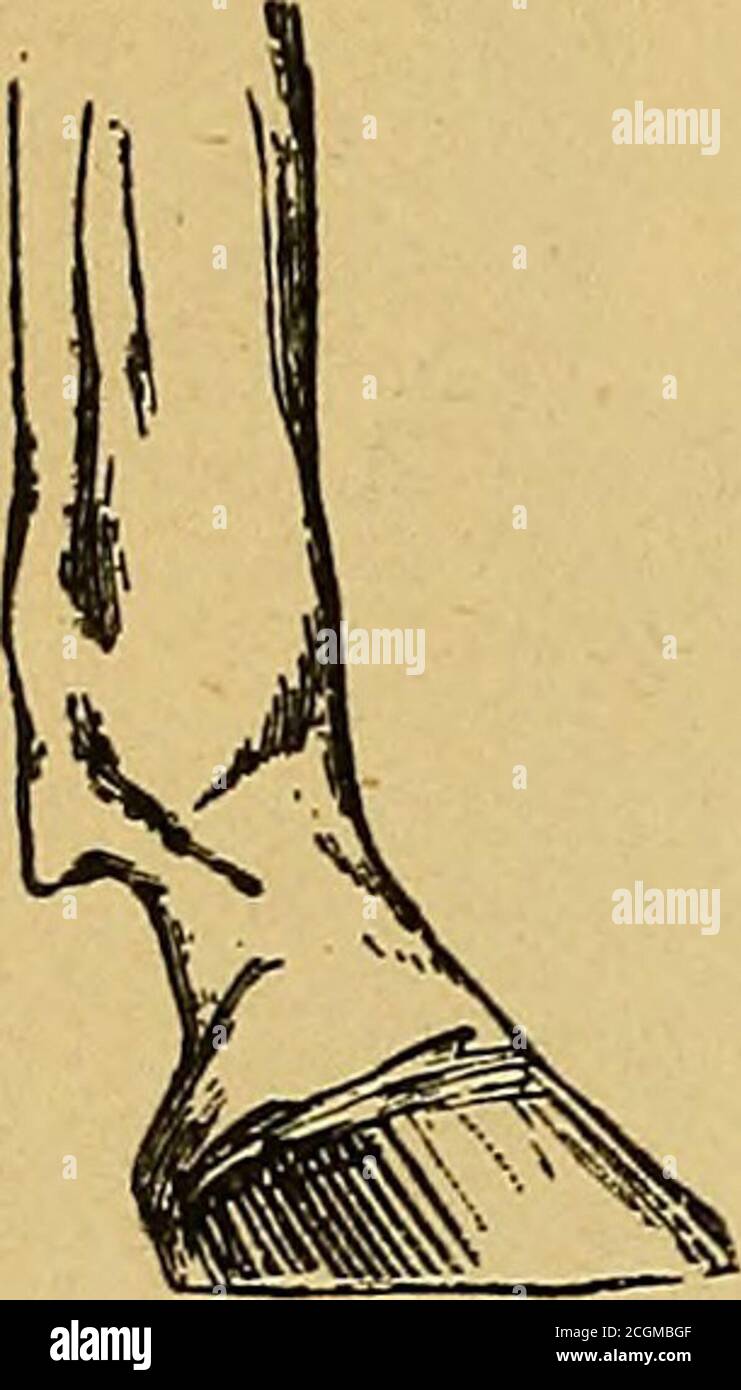 . The art of taming and educating the horse .. . Fig. 438.—View of foot ...