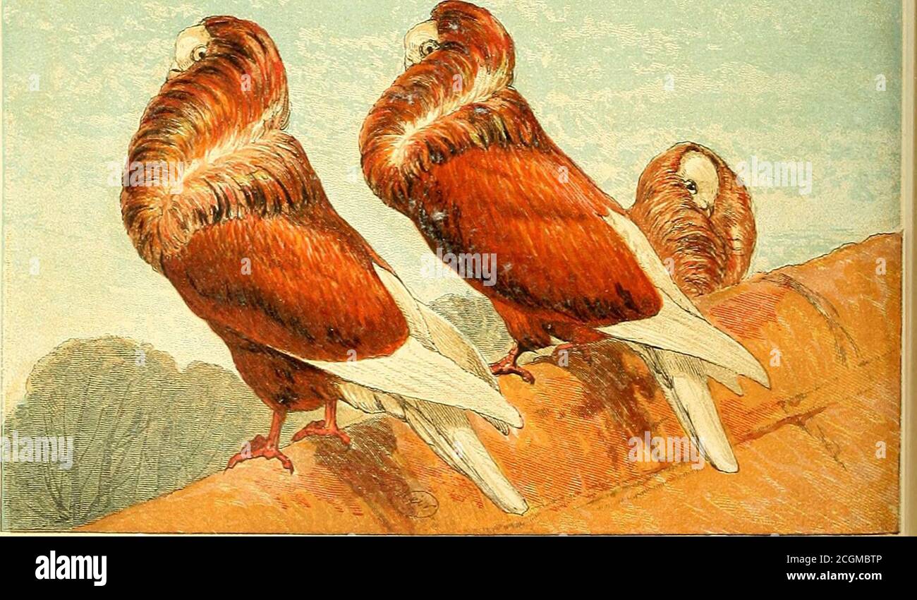 . Pigeons: their structure, varieties, habits, and management . TTTRBIT ...