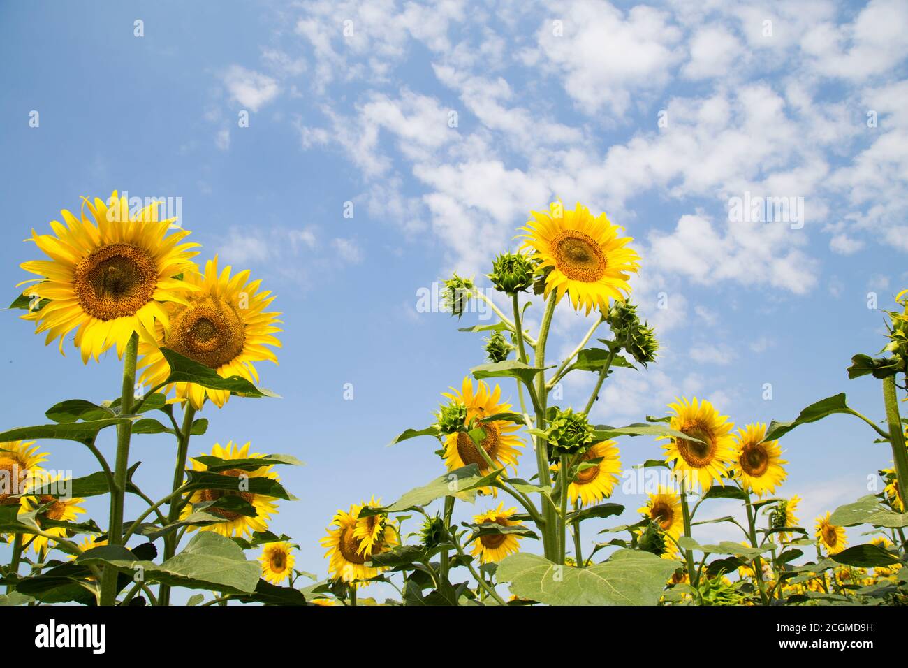 Beautiful flower fields hi-res stock photography and images - Alamy