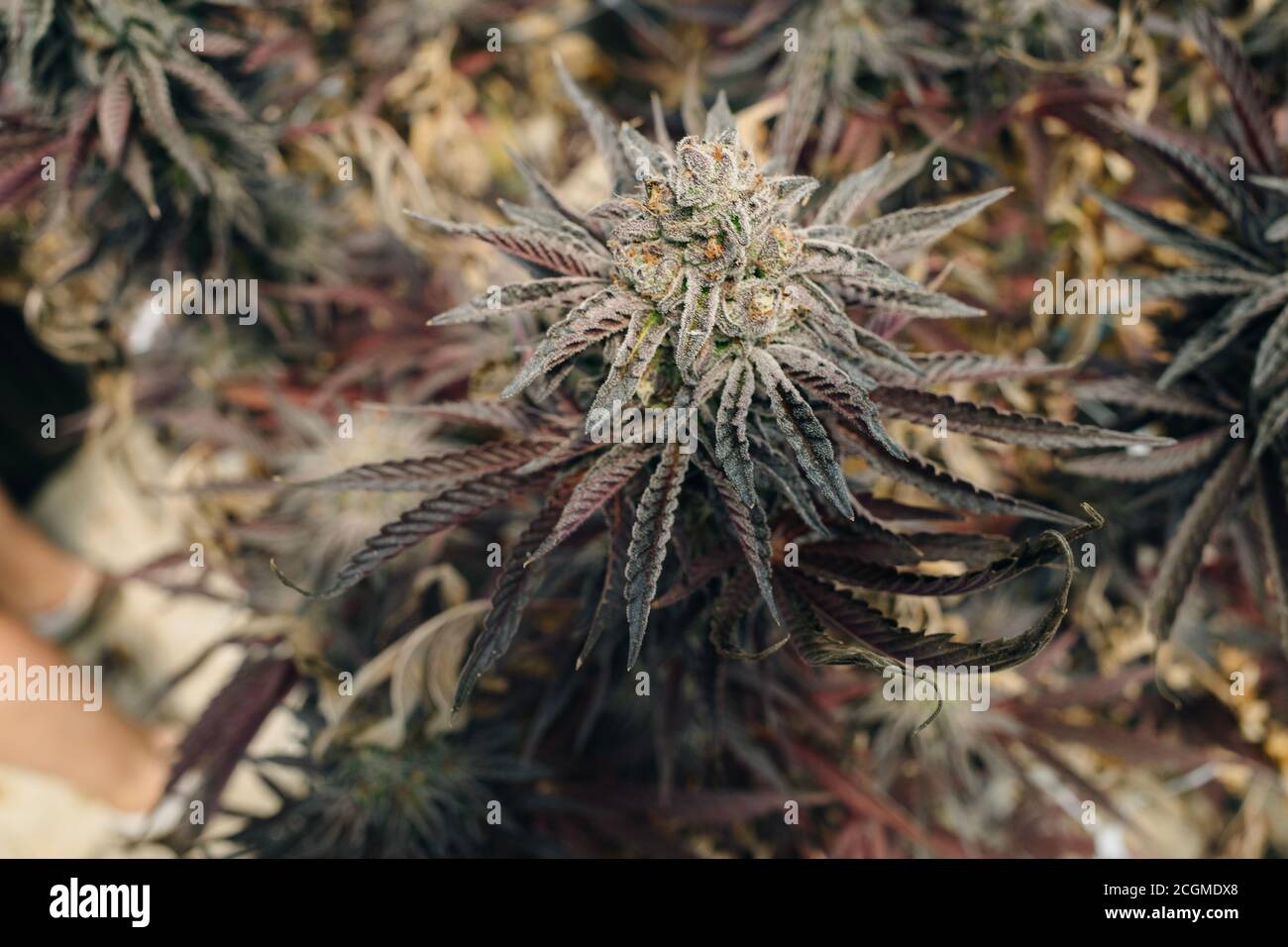 Cannabis Stalk Top Bud With Leaflets Close-up Stock Photo - Alamy
