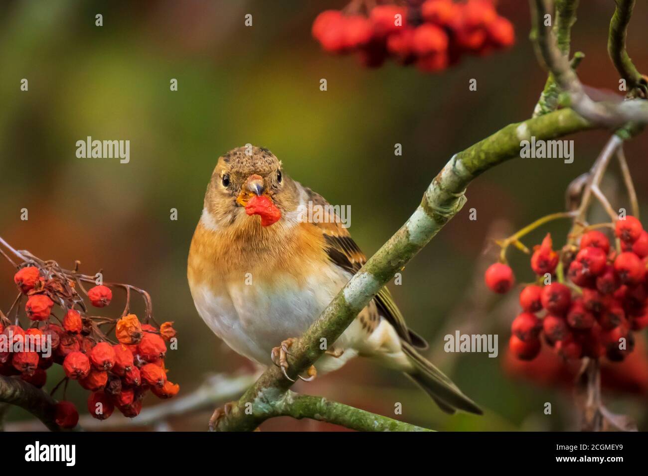 Closeup of a brambling bird, Fringilla montifringilla, in winter ...