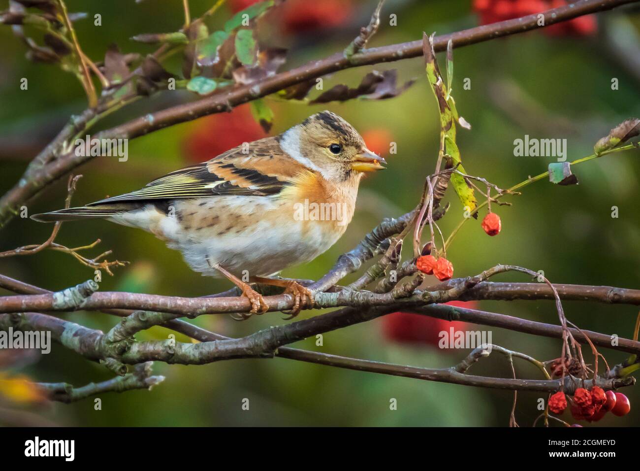 Closeup of a brambling bird, Fringilla montifringilla, in winter ...