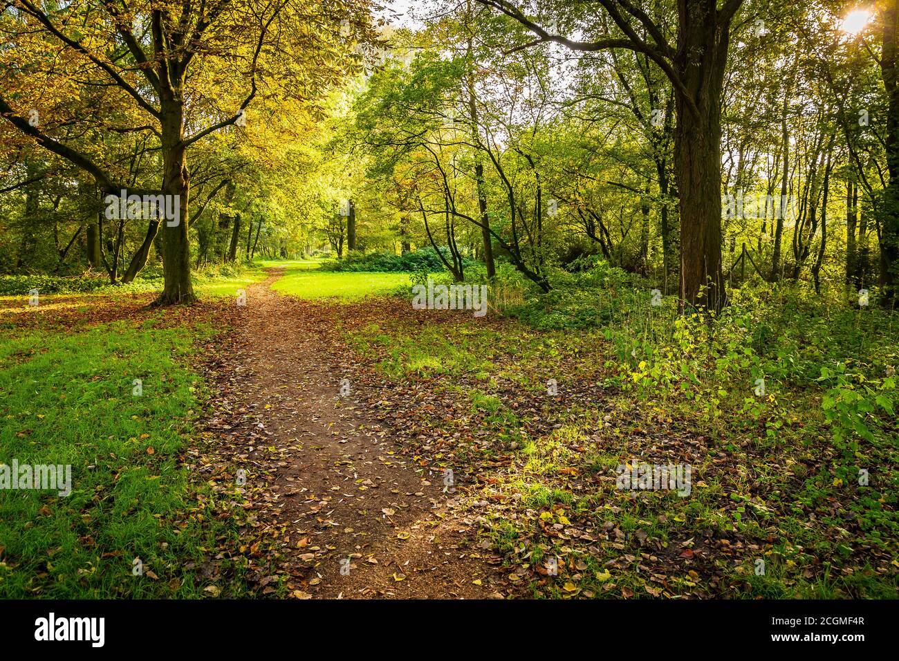 Forest path through Autumn landscape in a city park. Bright sunlight ...