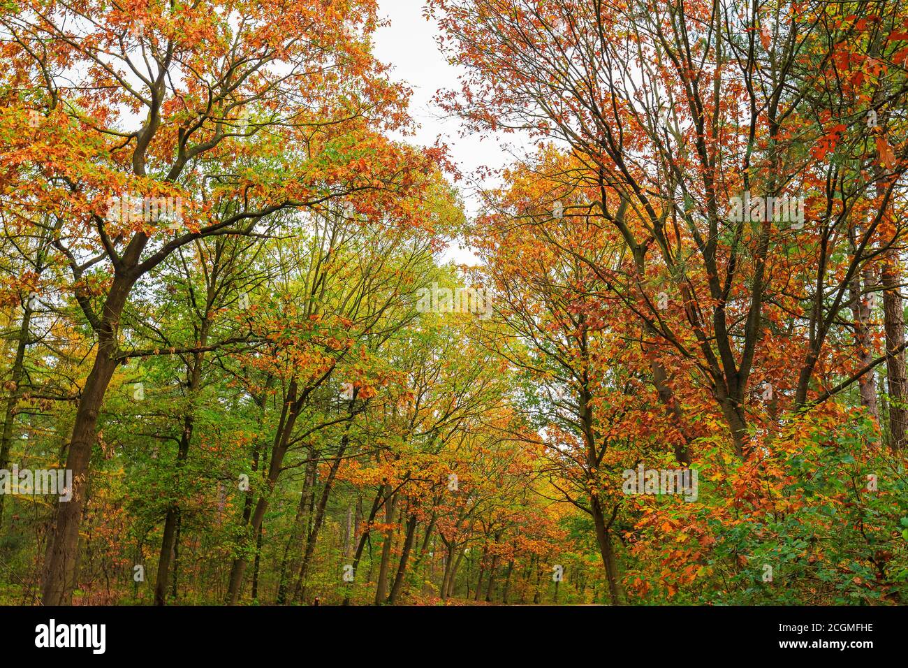 Autumn forest landscape in daylight scenery, vibrant colors Stock Photo ...