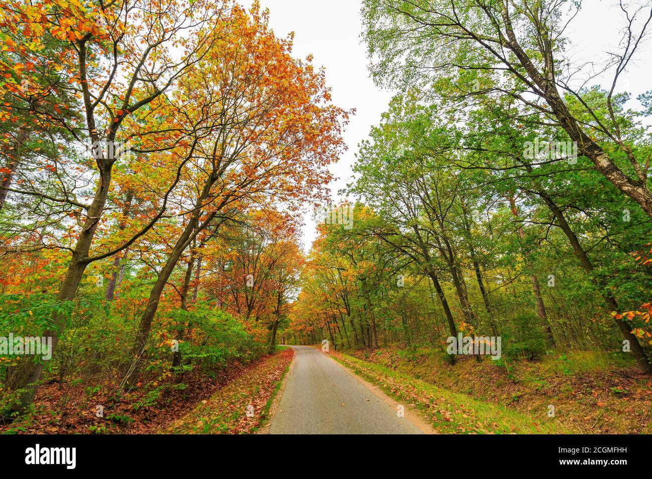 Autumn forest landscape in daylight scenery, vibrant colors Stock Photo ...
