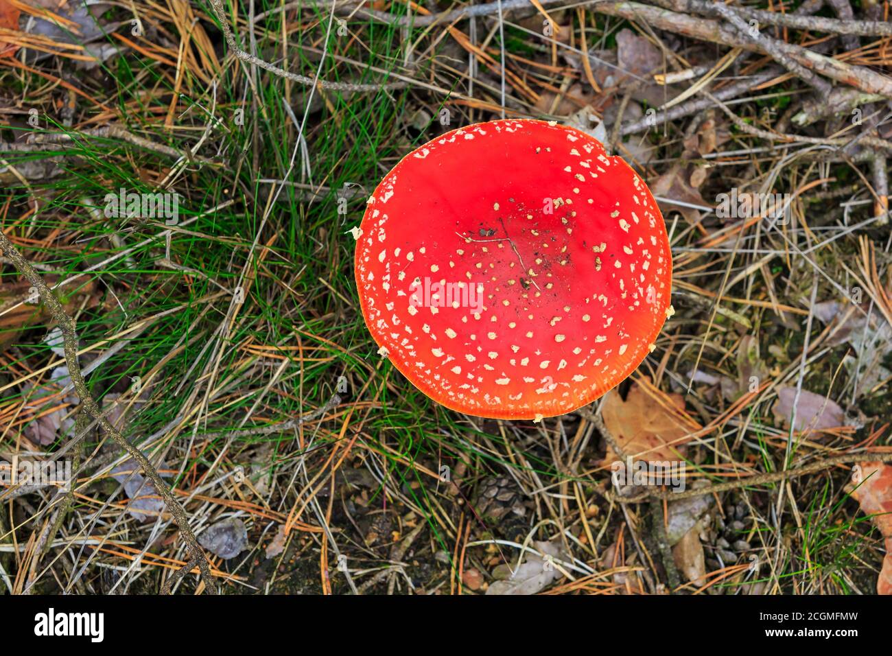 amanita muscaria, fly agaric or fly amanita basidiomycota muscimol ...
