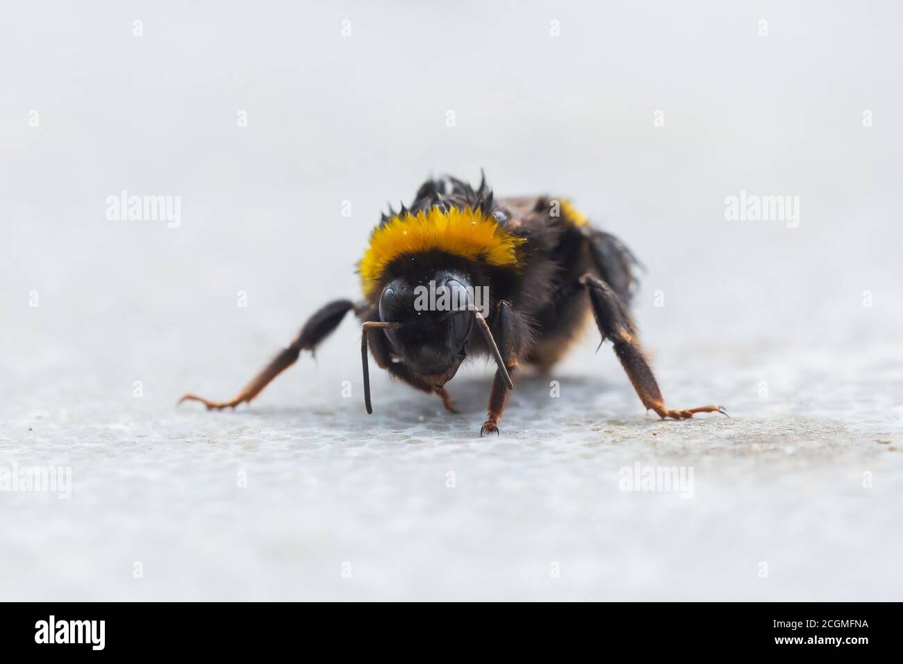 Closeup of a Bombus terrestris, the buff-tailed bumblebee or large ...