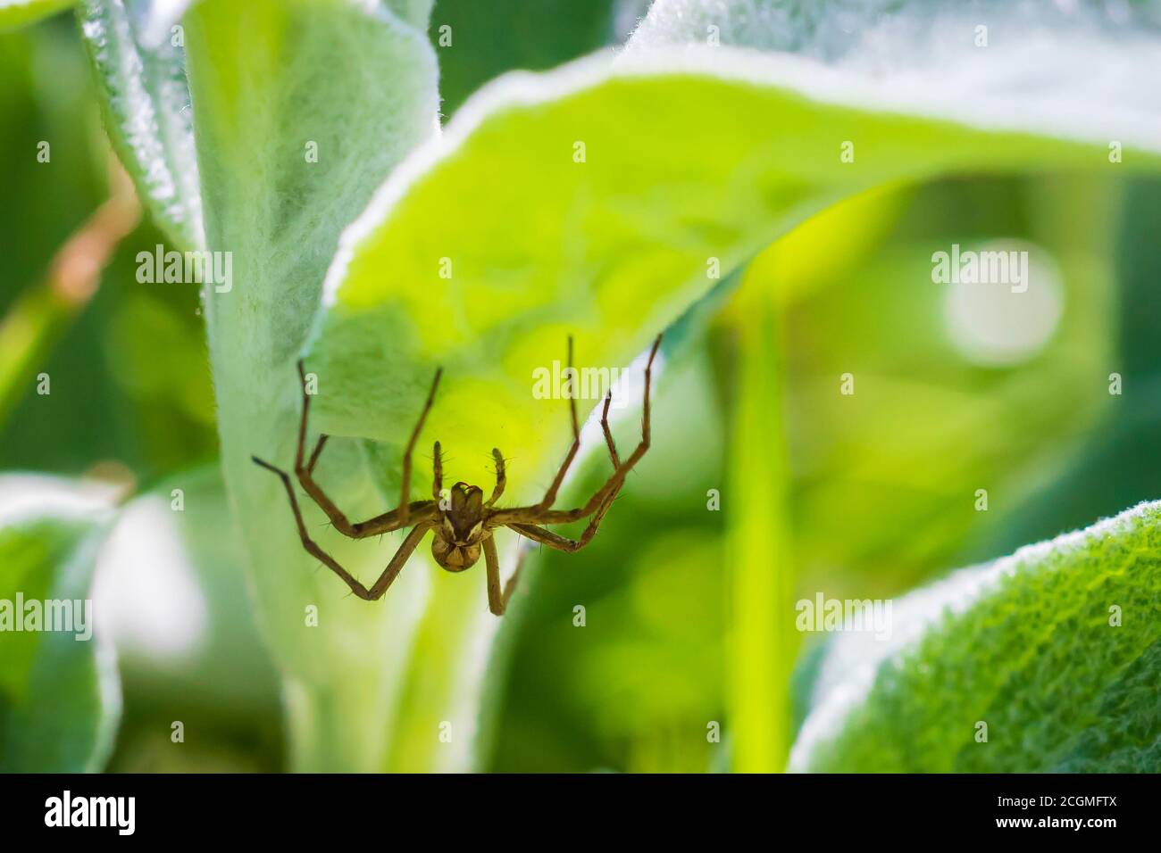 Big Nursery web spider female, Pisaura mirabilis, lying in ambush ...
