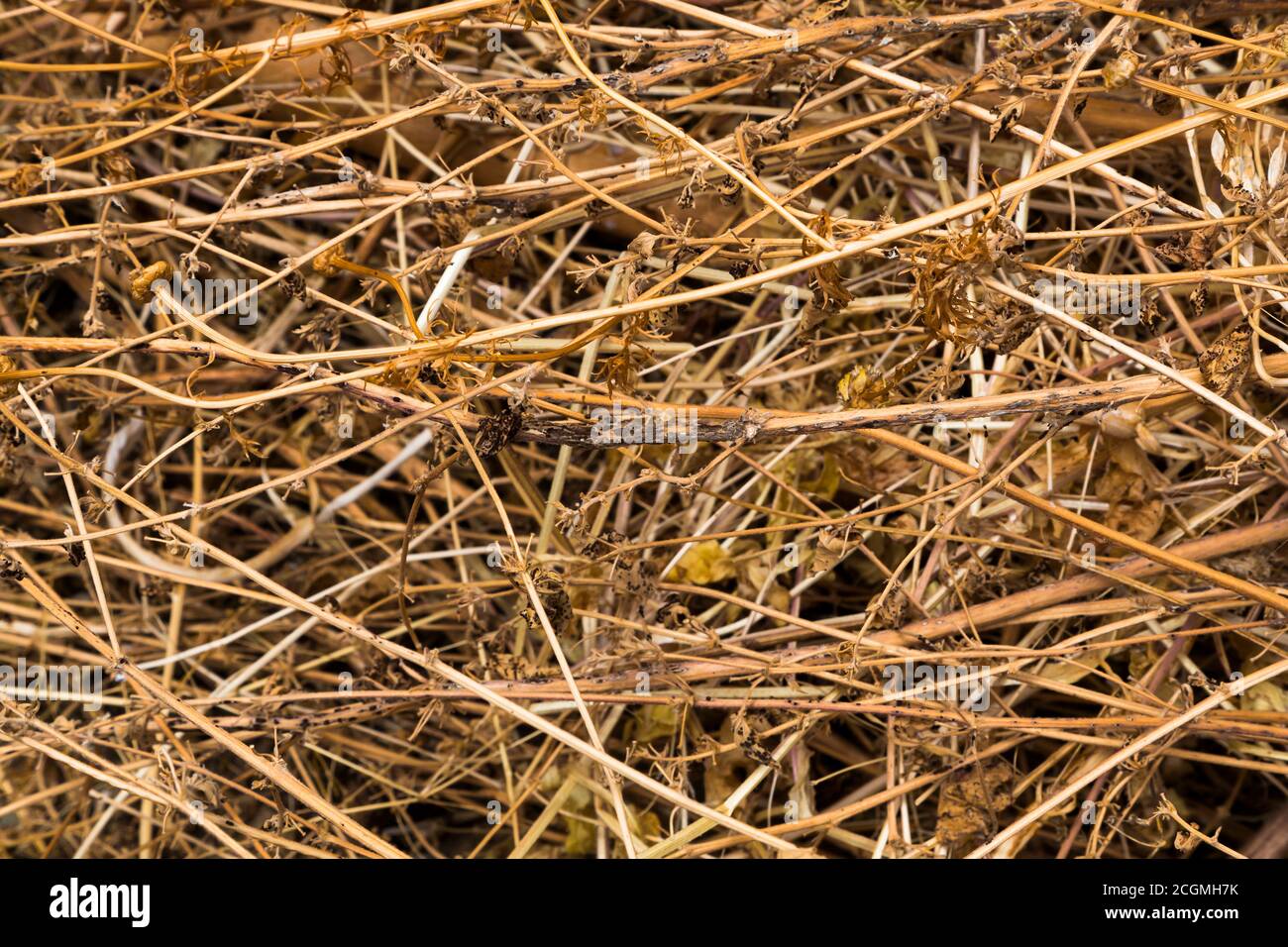 Background texture of dried grass Stock Photo - Alamy