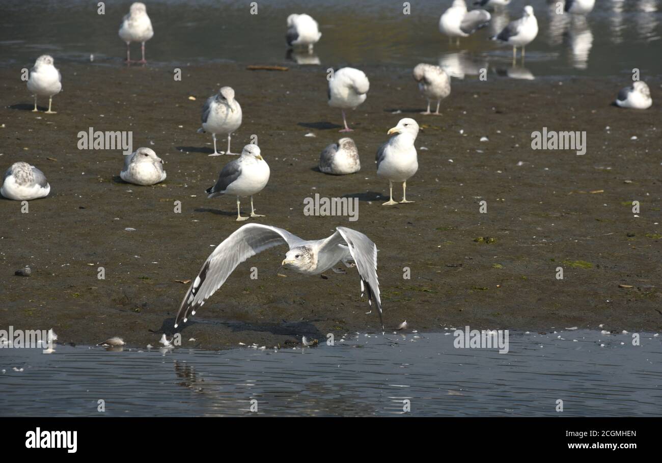 Group gulls takes flight hi-res stock photography and images - Alamy