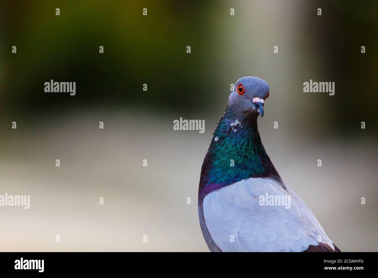 Pigeon turning hi-res stock photography and images - Alamy