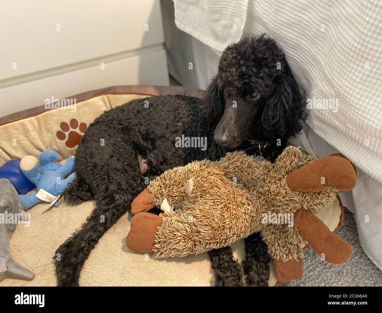 Poodle shape hi-res stock photography and images - Alamy
