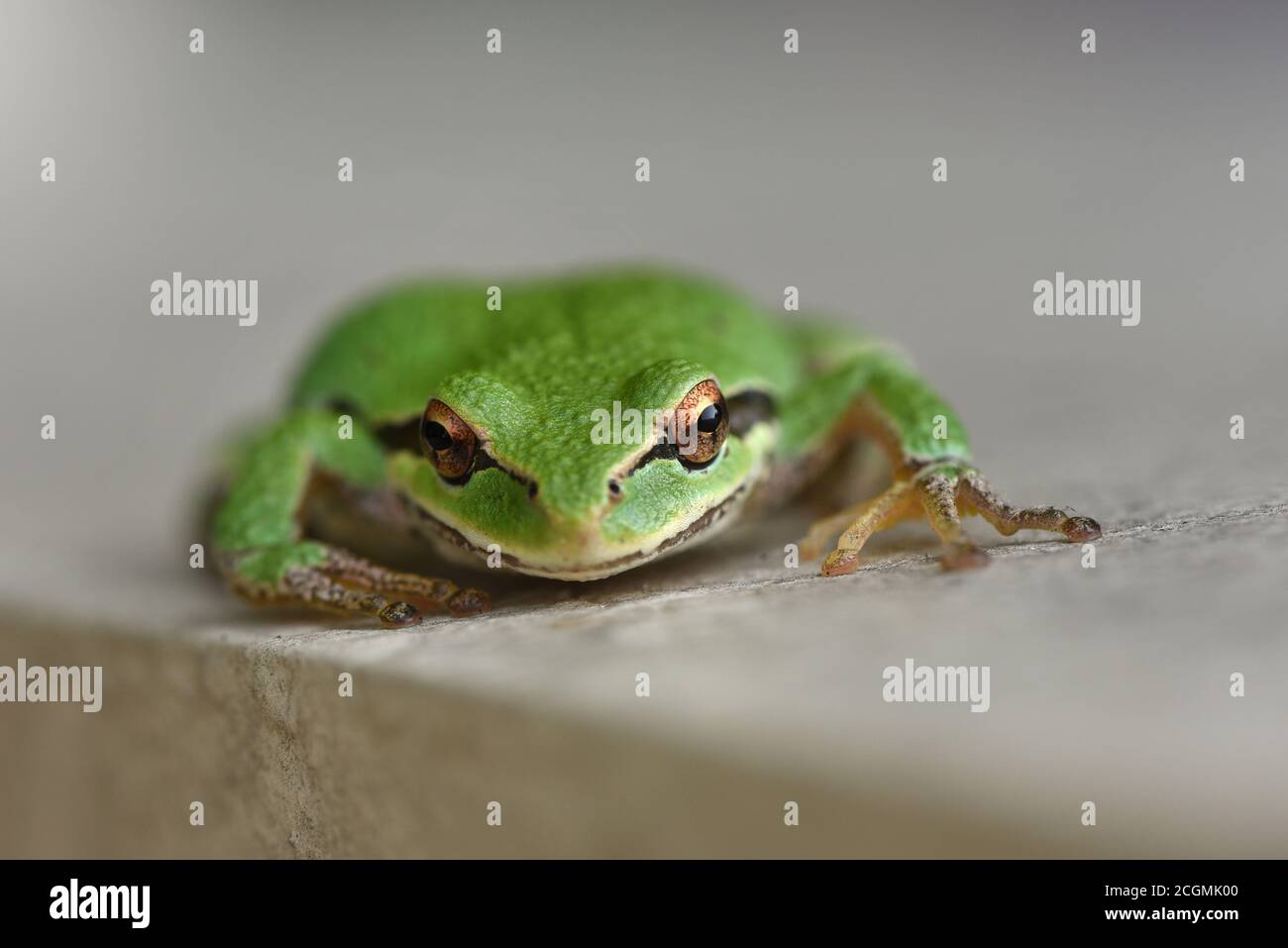 Frog fence hi-res stock photography and images - Alamy
