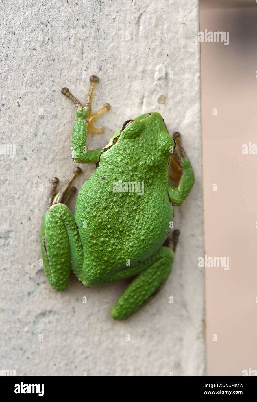 Frog fence hi-res stock photography and images - Alamy