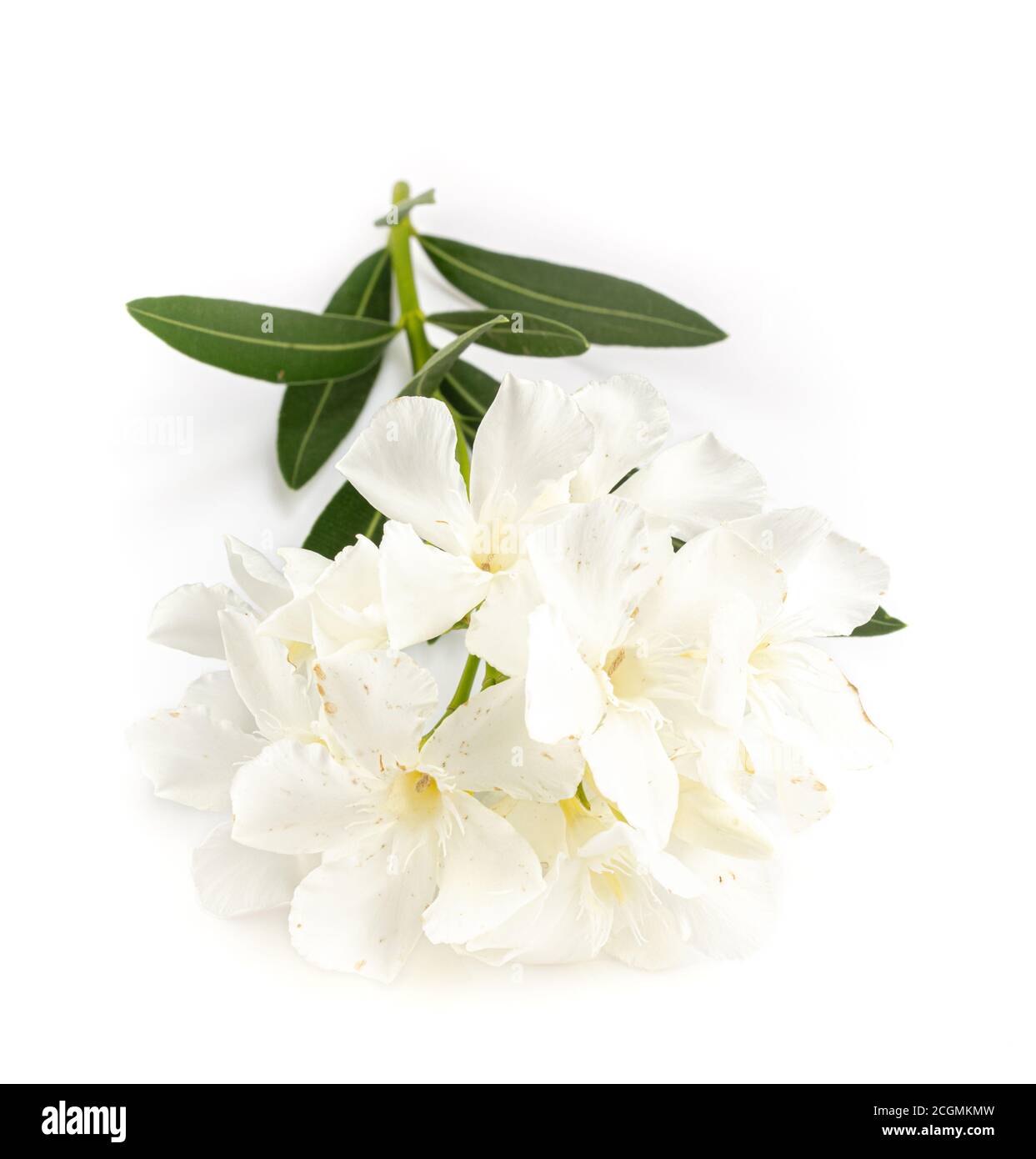 Pink Laurel with white flowers on white background Stock Photo - Alamy