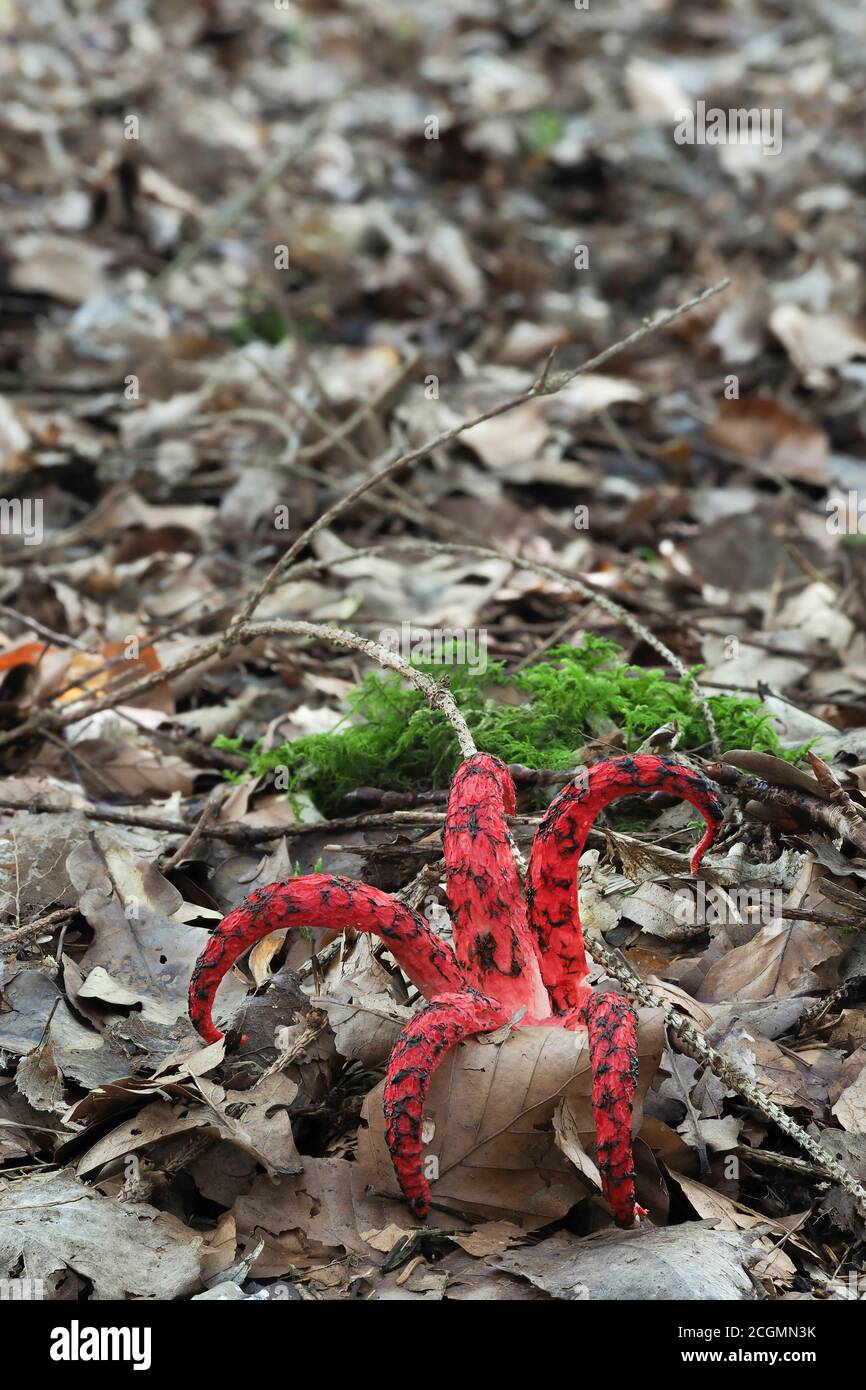 The "Devils Fingers" (Clathrus archeri Stock Photo - Alamy
