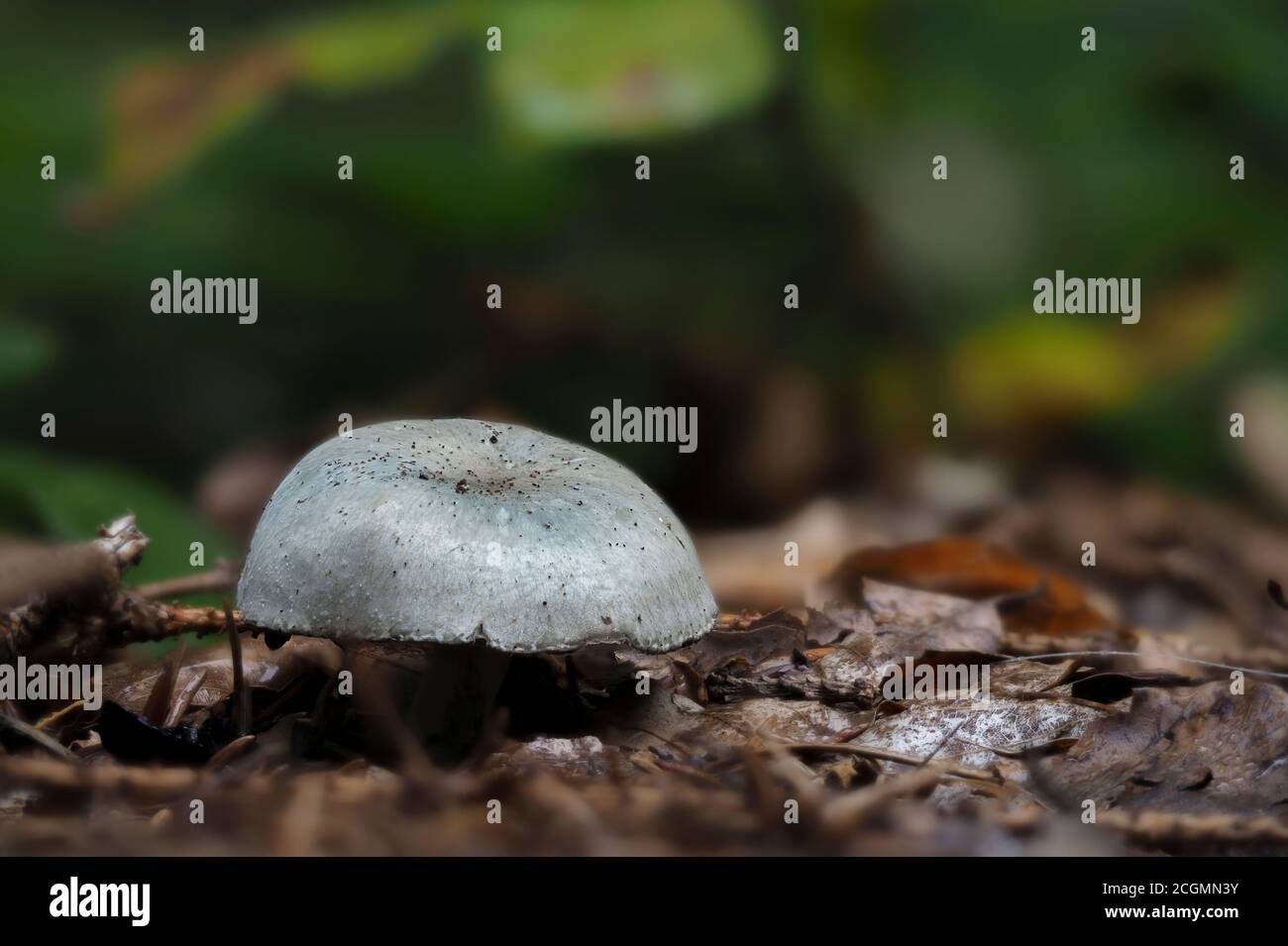 The Aniseed Toadstool (Clitocybe odora Stock Photo - Alamy