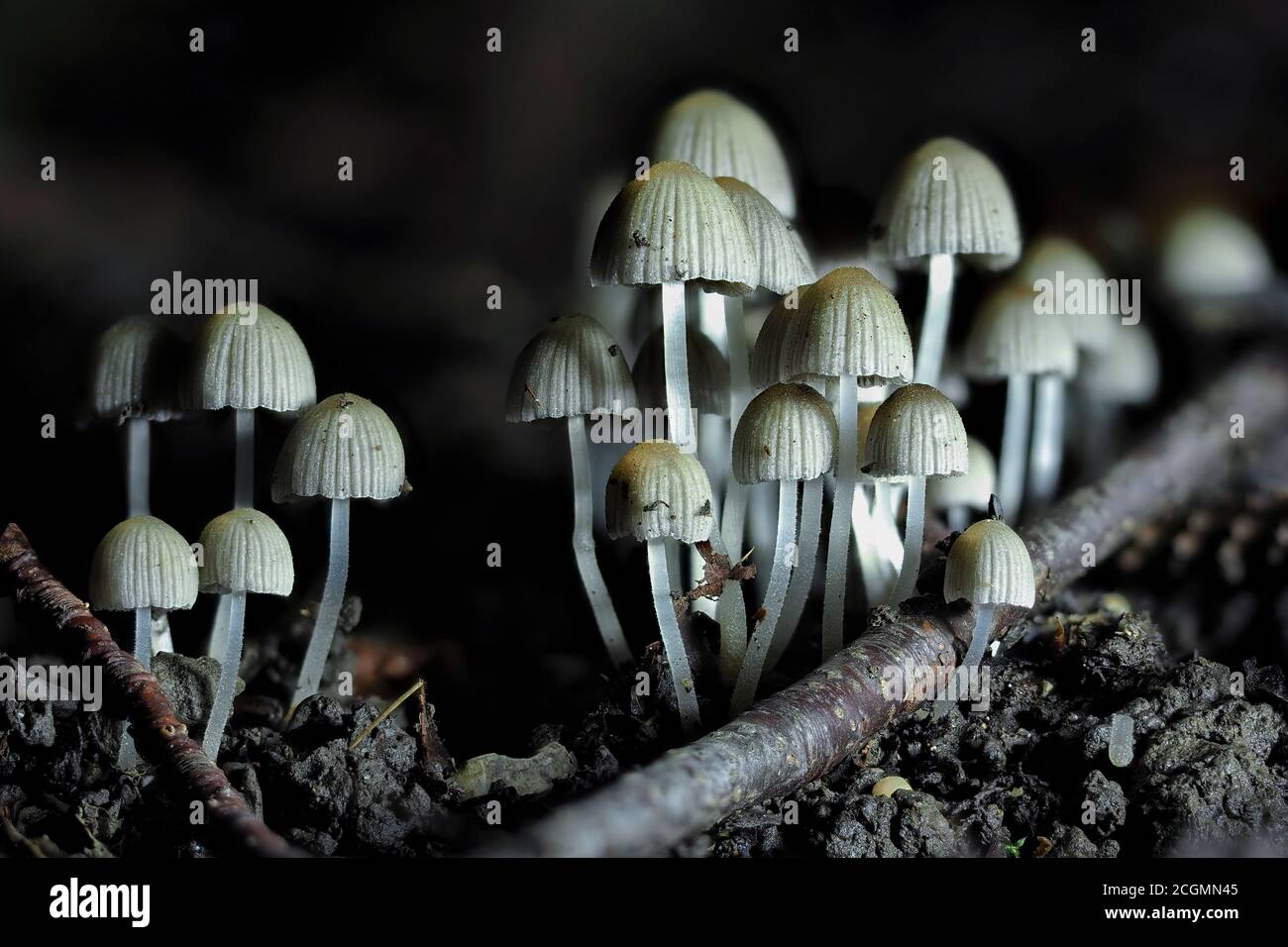 The Fairy Inkcap (Coprinellus disseminatus) - inedible Stock Photo - Alamy