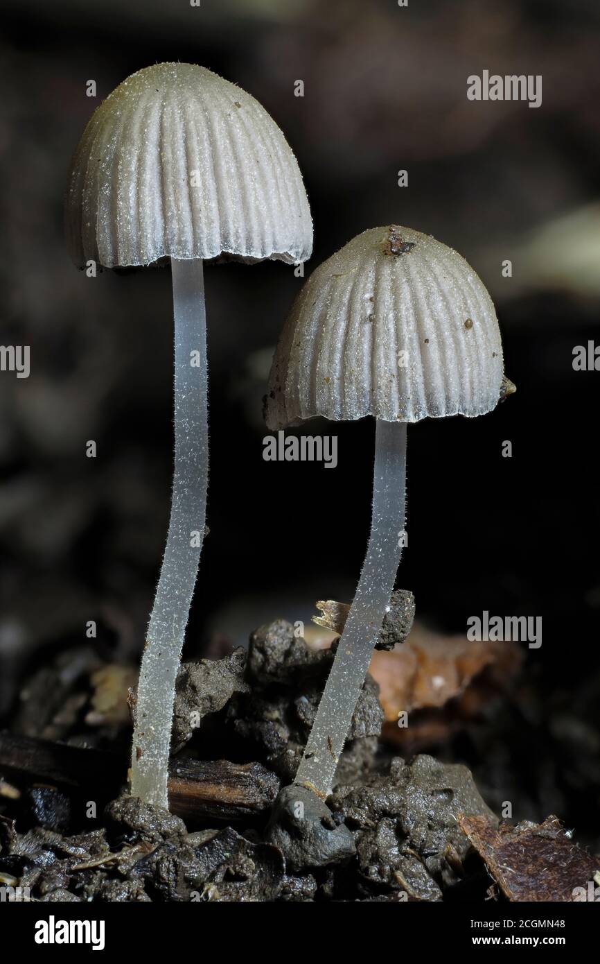 The Fairy Inkcap (Coprinellus disseminatus) - inedible Stock Photo - Alamy